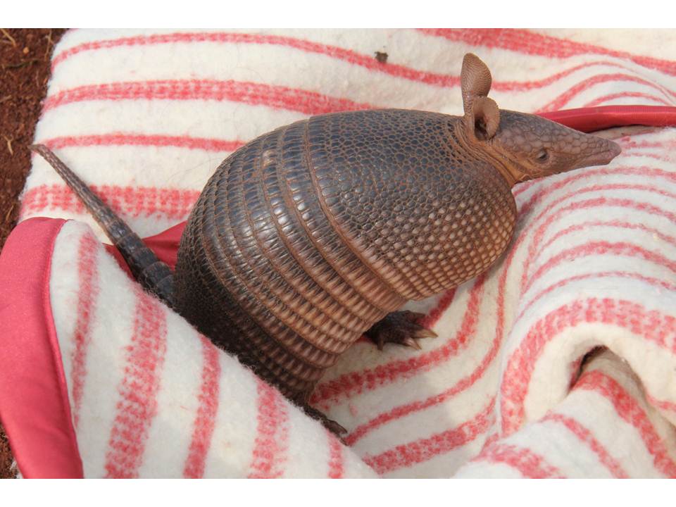 SEVEN-BANDED ARMADILLO Dasypus septemcinctus FAUNA PARAGUAY